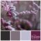 Frosty Berry Palette - The Palette Muse